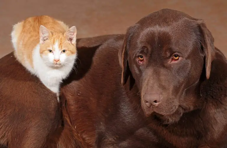 Do Labradors Get Along with Cats? (Great Tips!) - Animals HQ