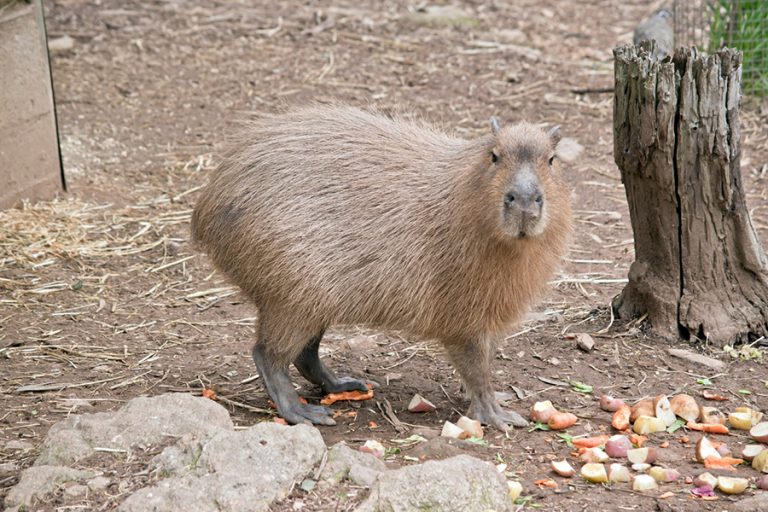 Are Capybaras Good Pets? (All You Need to Know!) - Animals HQ
