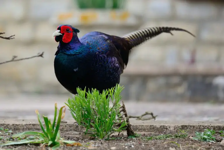 Why Are Some Pheasants Black? (Explained!) - Animals HQ