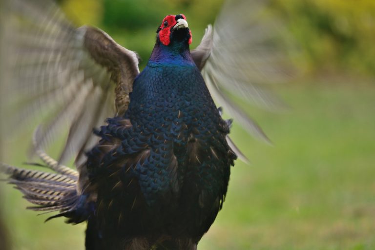 Why Are Some Pheasants Black? (Explained!) - Animals HQ