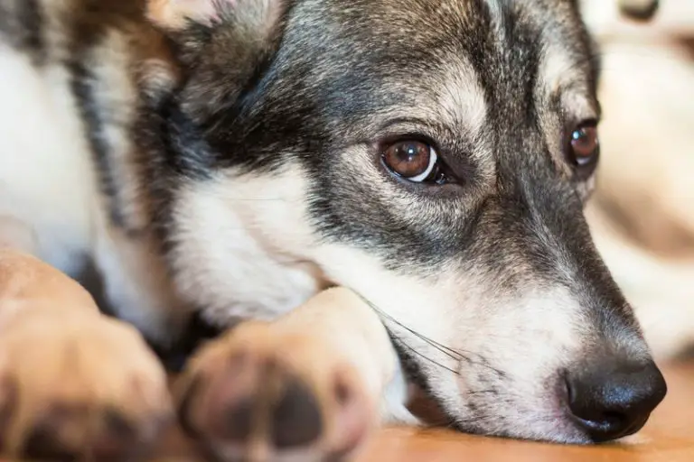 Why Doesn’t My Dog Like Me Anymore? (Explained!) - Animals HQ Why Doesn’t My Dog Like Me Anymore? (Explained!) - Animals HQ