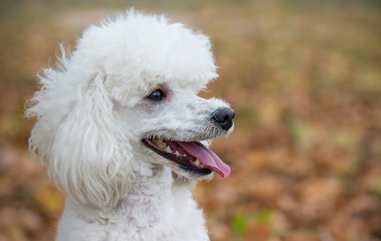 Do Poodles Have Their Tails Docked? (All You Need to Know!) - Animals HQ