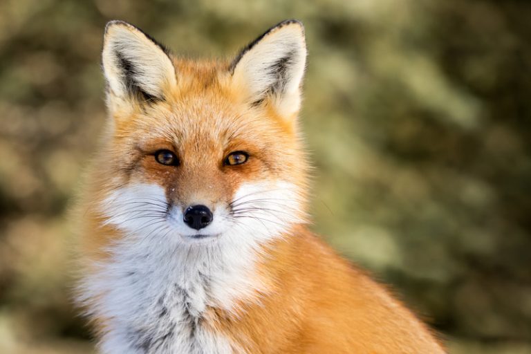 Can a Fox Survive With a Broken Leg? (Explained!) - Animals HQ