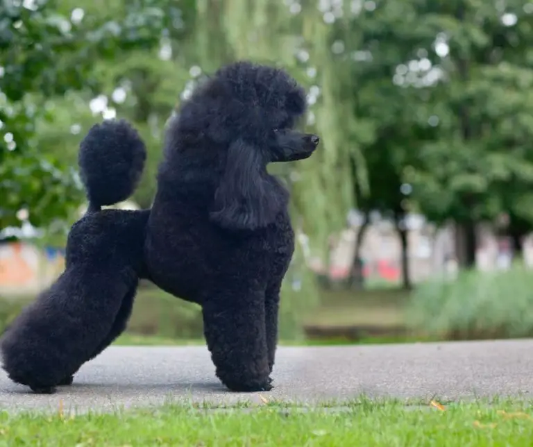 How to deal with the Aggressive Poodle (All You Need to Know!) - Animals HQ