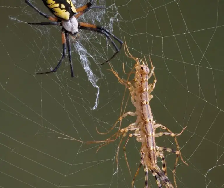 13 Natural Predators That Eat Spiders - Animals HQ