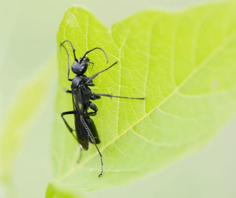 13 Natural Predators That Eat Spiders - Animals HQ