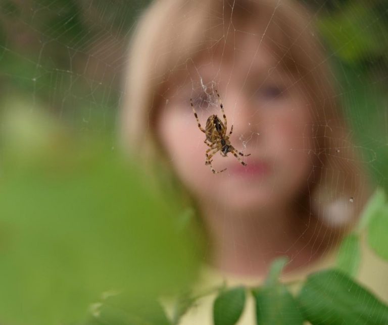 13 Natural Predators That Eat Spiders - Animals HQ