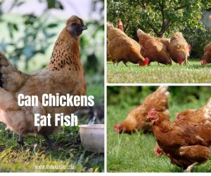 Can Chickens Eat Fish? (Explained!) - Animals HQ