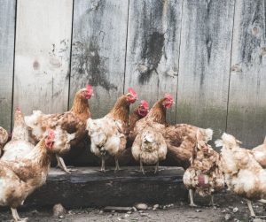 Do Chickens Eat Slugs (Explained!) - Animals HQ