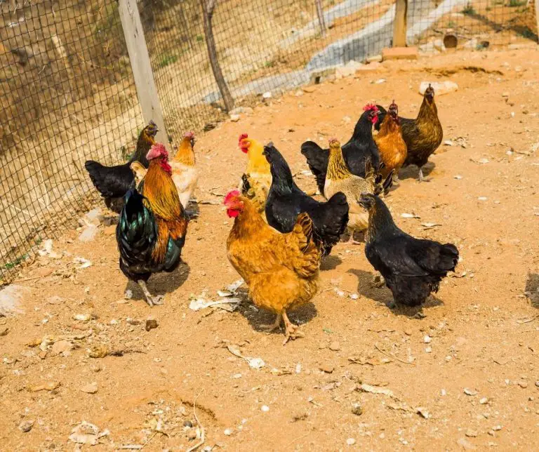 Do Chickens Eat Ticks (Explained!) - Animals HQ