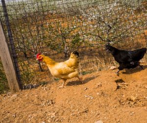 Do Chickens Eat Ticks (Explained!) - Animals HQ