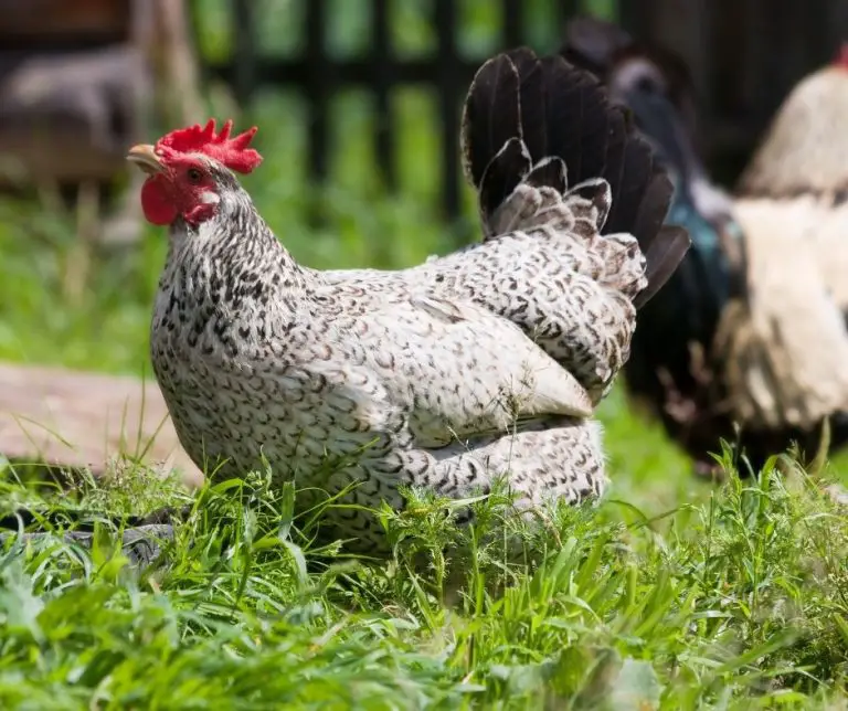 Do Chickens Have Teeth (Explained!) - Animals HQ