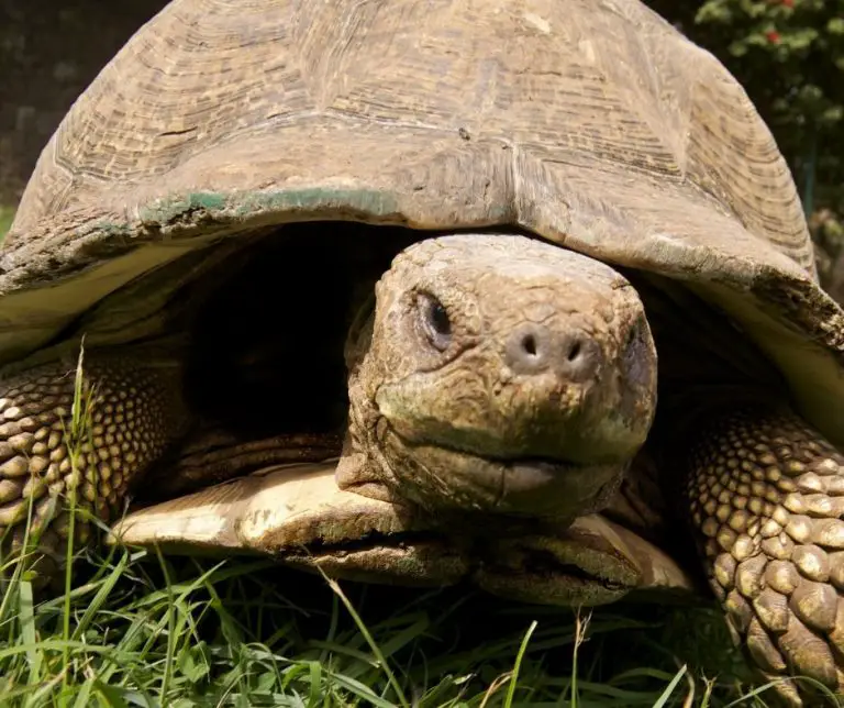 How Long Do Turtles Live? (Explained!) - Animals HQ