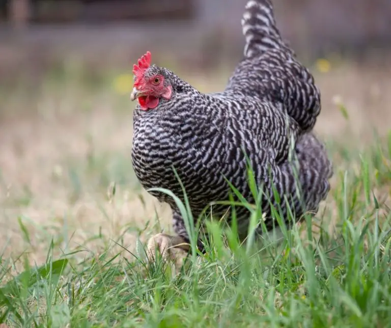 35 Different Types of Chicken Breeds - Animals HQ