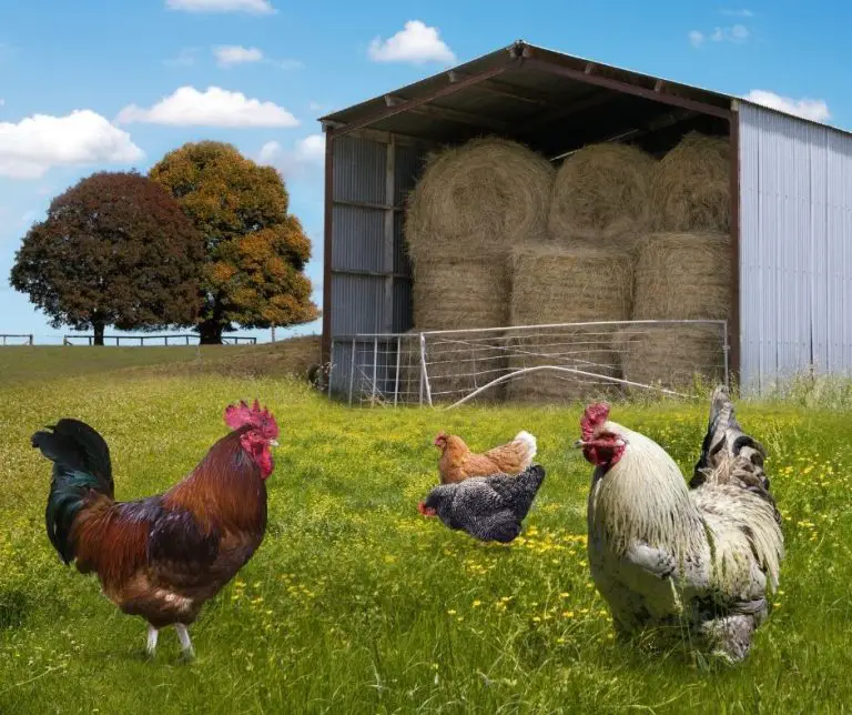 35 Different Types of Chicken Breeds - Animals HQ