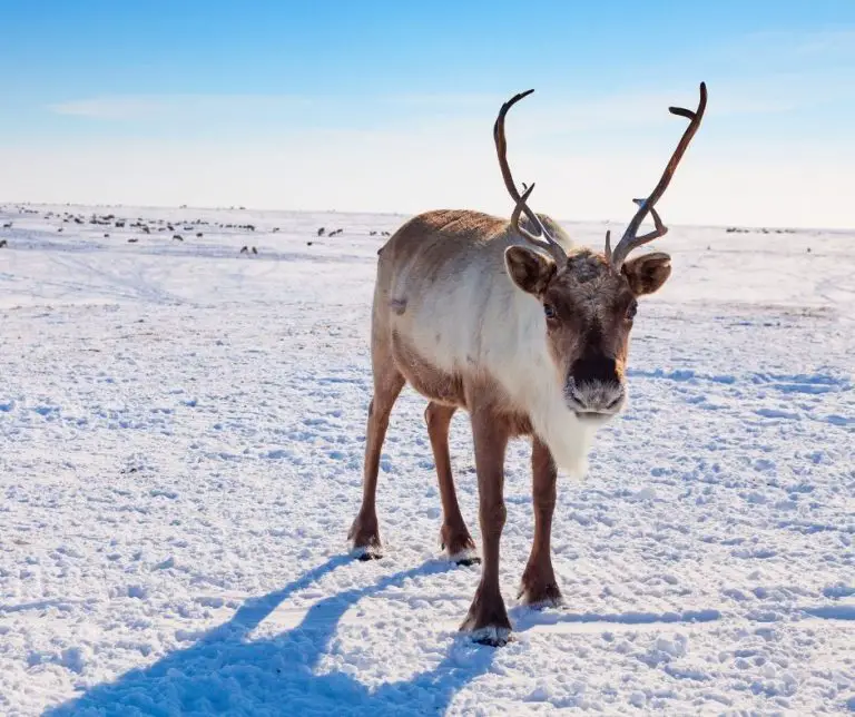 17 Different Types of Deer - Animals HQ