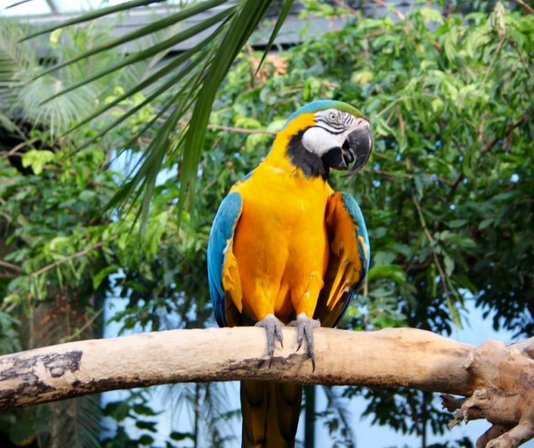 Why Is My Parrot Sneezing? (Explained!) - Animals HQ