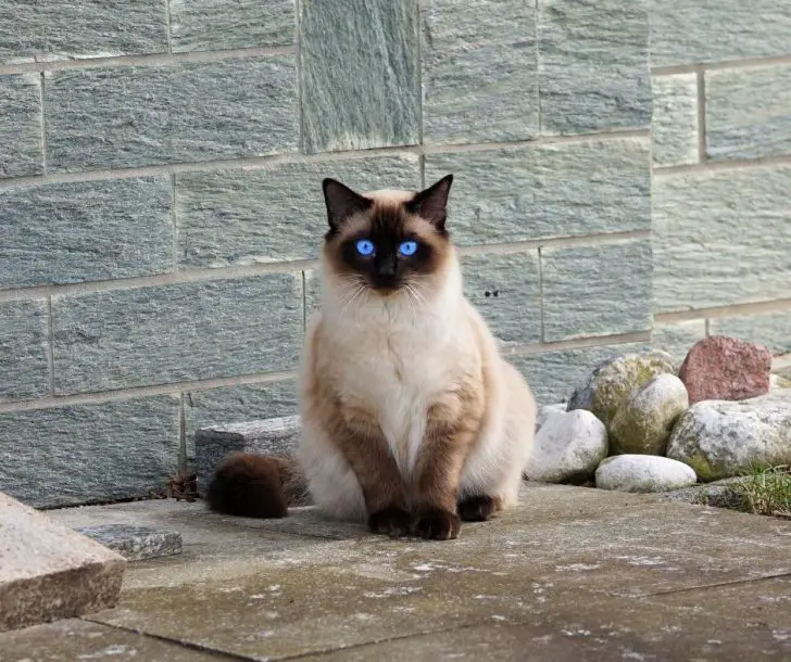 Why Are Siamese Cats So Crazy - Animals HQ