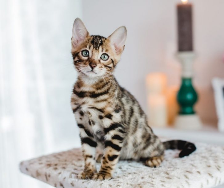 Why Are Bengal Cats So Expensive Explained Animals HQ why-are-bengal-cats-so-expensive-explained-animals-hq