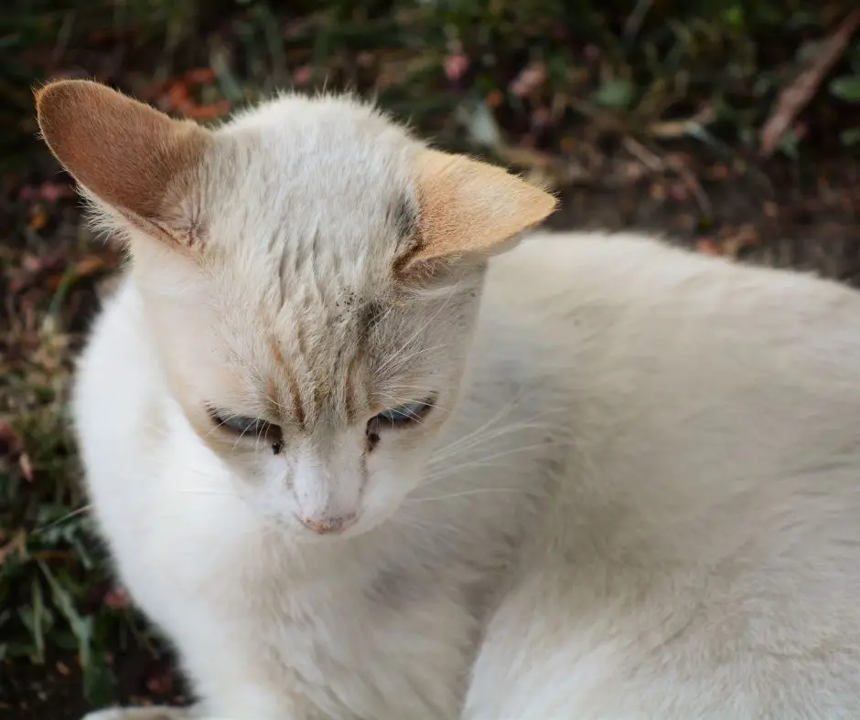 Flame Point Siamese Cat Personality (Explained!) - Animals HQ Flame Point Siamese Cat Personality (Explained!) - Animals HQ