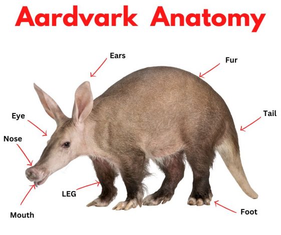 Aardvark Animal Facts - Animals HQ