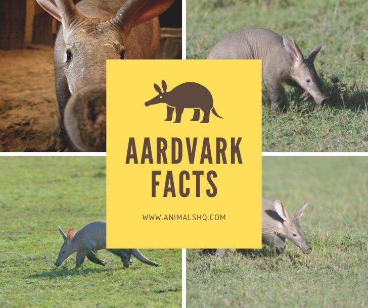 Aardvark Animal Facts - Animals HQ